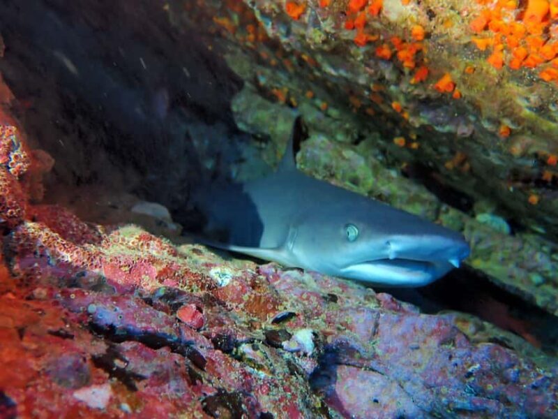 Tamarindo: Guided Snorkeling Tour with Marine Life Spotting - Authentic Experiences and Considerations