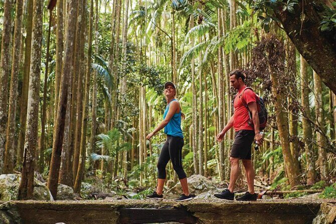 Tamborine Mountain - Hop On Hop Off - From Brisbane - How the Tour Works: Flexibility and Freedom
