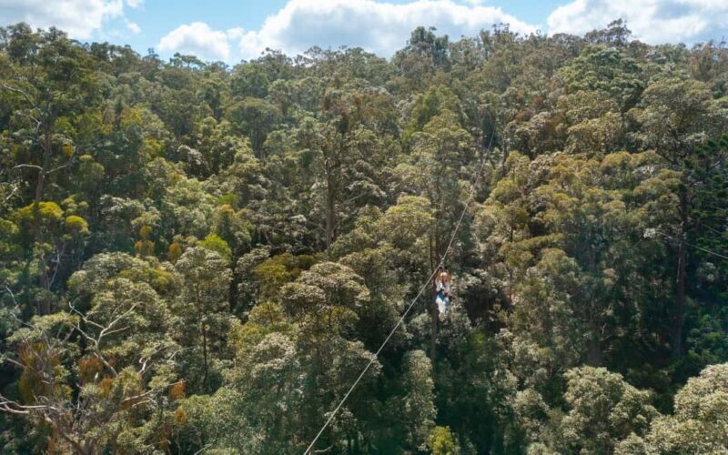 Tamborine Mountain: TreeTop Challenge Adrenaline Pass - Final Thoughts: Who Will Appreciate This Tour?