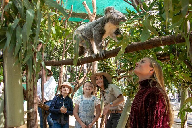 Tamborine Mountain TreeTop Challenge Adventure Park - The Sum Up