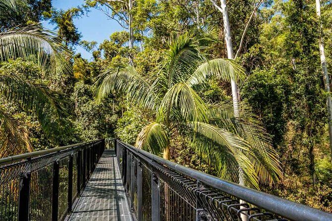 Tamborine Rainforest Skywalk + Hop on Hop off Bus - Exploring the Tamborine Rainforest Skywalk + Hop on Hop off Bus Tour