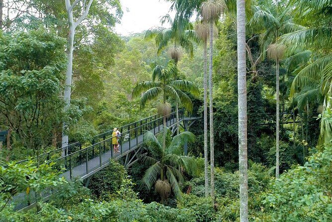 Tamborine Rainforest Skywalk + Hop on Hop off Bus - Authentic Feedback from Travelers