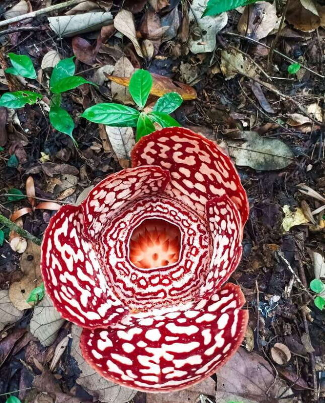 Tambunan: Rafflesia Flower Trekking with Rustic Lunch - A Deep Dive into the Experience