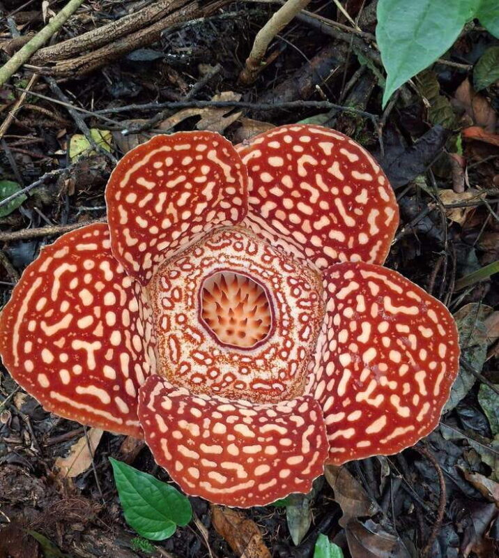 Tambunan: Rafflesia Flower Trekking with Rustic Lunch - In-Depth Itinerary Breakdown