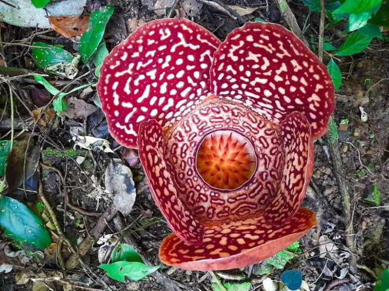 Tambunan: Rafflesia Flower Trekking with Rustic Lunch - Final Thoughts: Who Will Love This Tour?