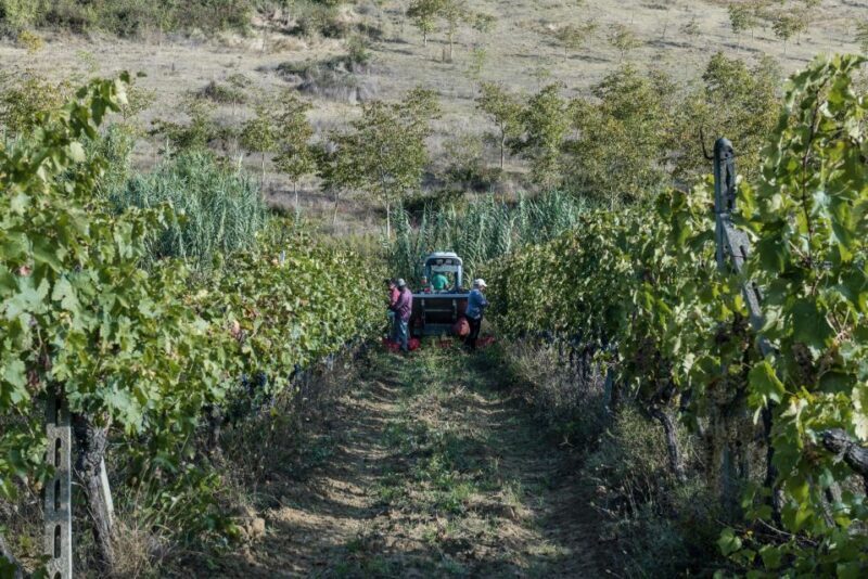 Tamburini Wine Tour and Tasting - A Genuine Tuscan Experience in a Family Winery