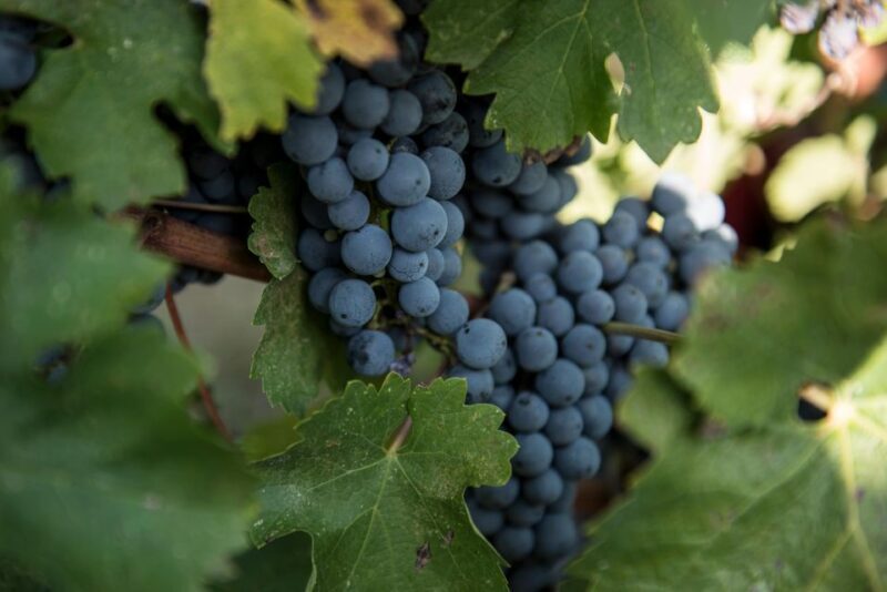 Tamburini Wine Tour and Tasting - Why We Think It’s a Great Value