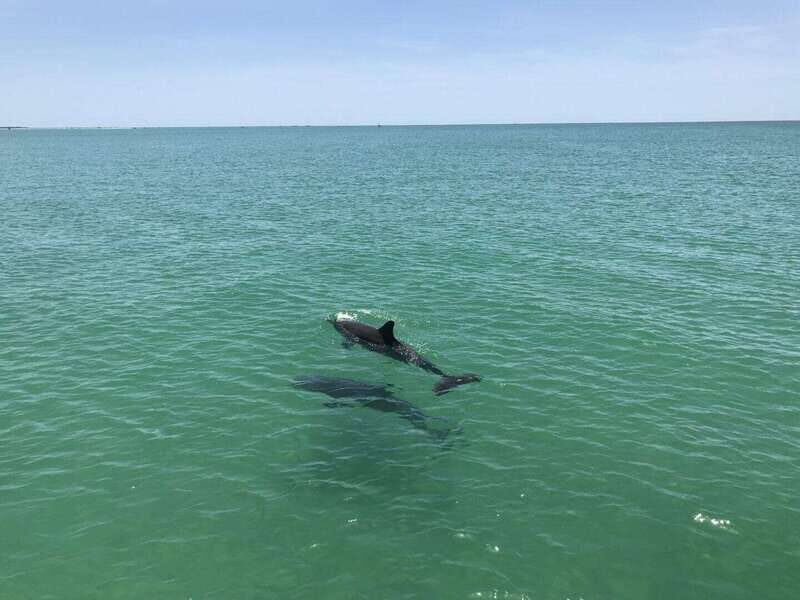 Tampa Bay: Dolphin Shelling Snorkeling Cruise - Key Points