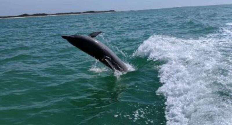 Tampa Bay: Dolphin Shelling Snorkeling Cruise - A Closer Look at the Experience
