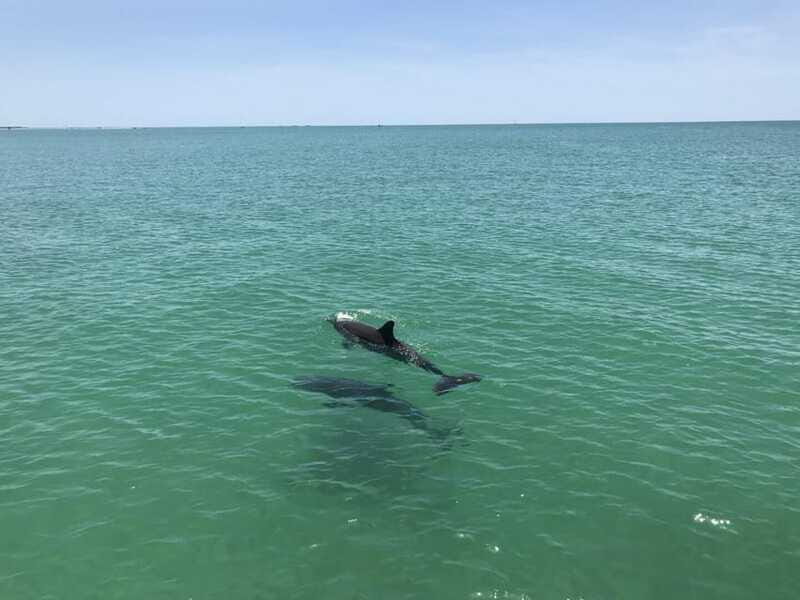 Tampa Bay: Dolphin Shelling Snorkeling Cruise - Who Will Love It?