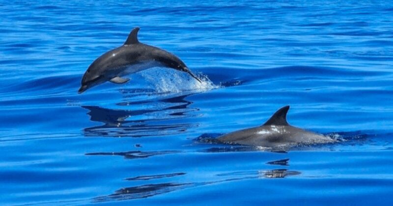 Tampa Bay: Dolphin Shelling Snorkeling Cruise - FAQ