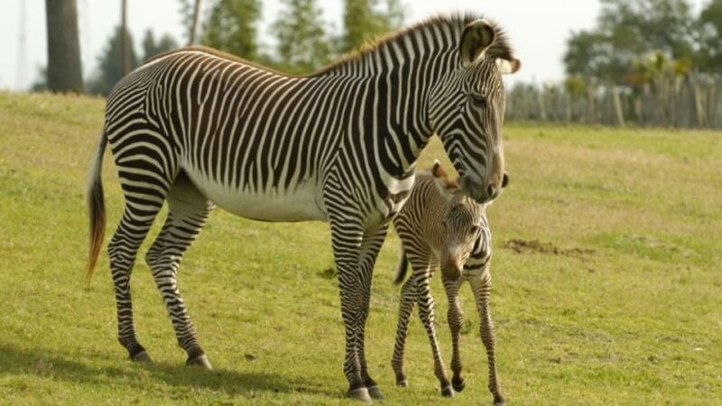Tampa Bay: Serengeti Safari Tour - FAQs