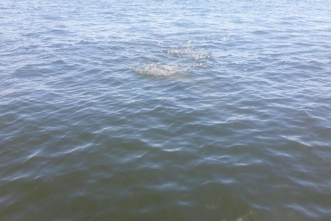 Tampa Celebrity Homes Boat Tour - Why It’s a Good Choice for Who