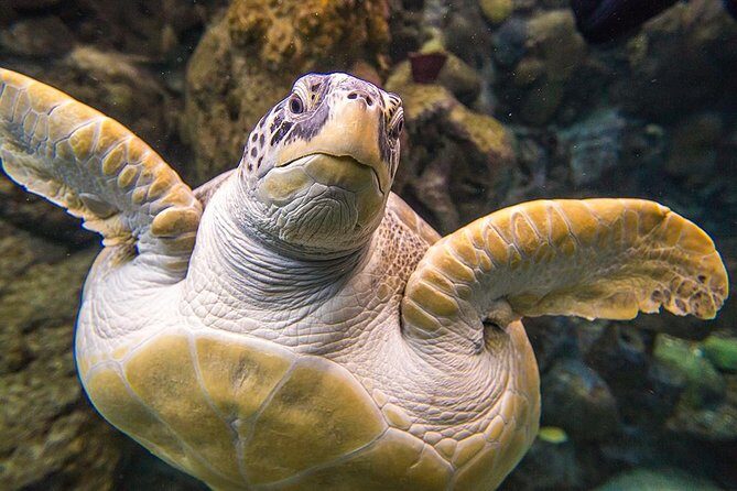 Tampa's ZooQuarium Admission - Final Thoughts: Is the Tampa ZooQuarium Package for You?