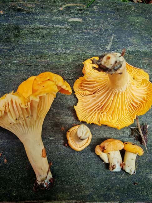 Tampere: Mushroom Picking and Tasting Tour with Meal - Who Should Go?