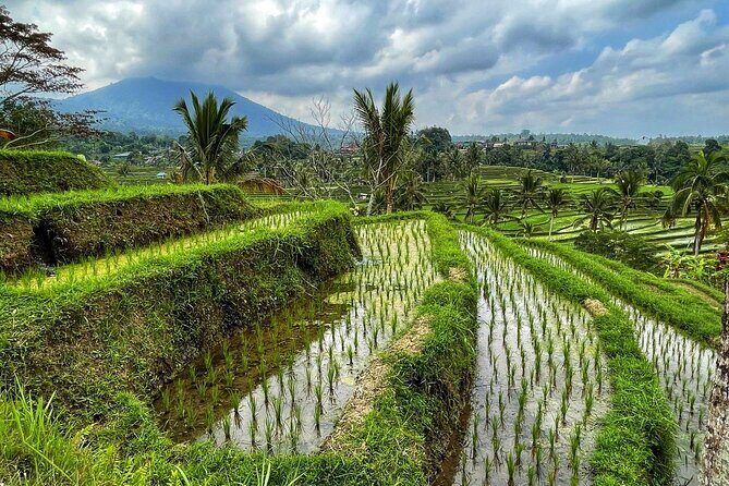 Tanah Lot - Ulun Danu Beratan Temple - Scenic Countryside Tour - Transportation and Logistics