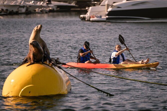 Tandem Kayak Rentals in Mission Bay - A Practical Look at the Experience