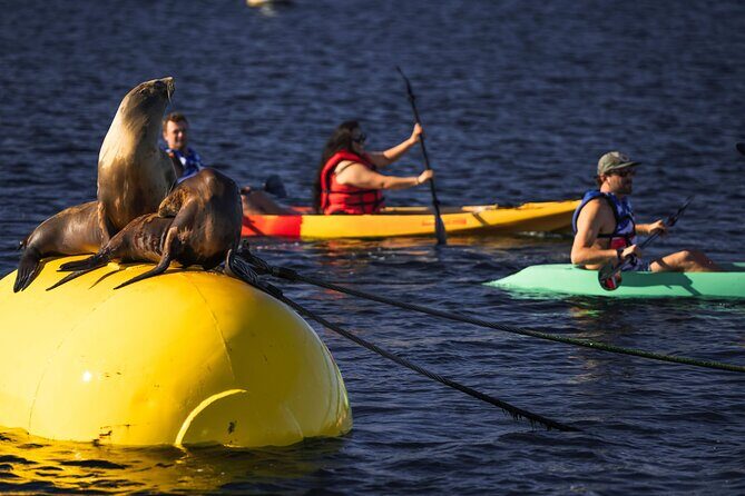 Tandem Kayak Rentals in Mission Bay - What to Watch Out For