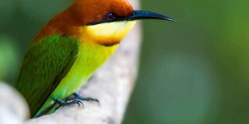 Tangalle/Hiriketiya/Mirissa/Galle: Ella Transfer & Yala Tour - Who Is This Tour Best Suited For?