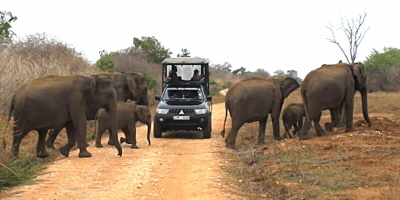 Tangalle/Hiriketiya: Udawalawa Safari & Elephant Transit Hom - Reviewing the Experience: Authentic Perspectives