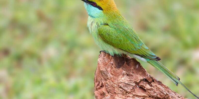 Tangalle/Hiriketiya: Yala National Park Safari - Exploring the Yala National Park Safari: An In-Depth Look