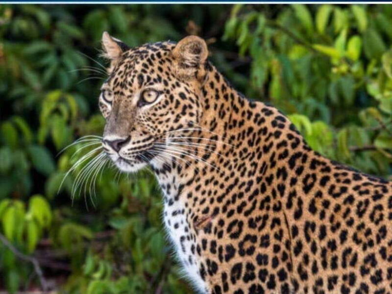 Tangalle/Mirissa: All Inclusive Full-Day Safari at Yala Park - The Experience in Context