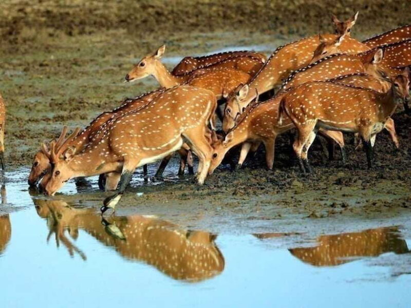 Tangalle/Mirissa: All Inclusive Full-Day Safari at Yala Park - Who Would Love This Tour?