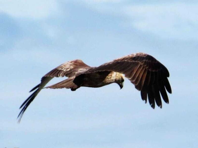 Tangalle/Mirissa: All Inclusive Full-Day Safari at Yala Park - FAQ