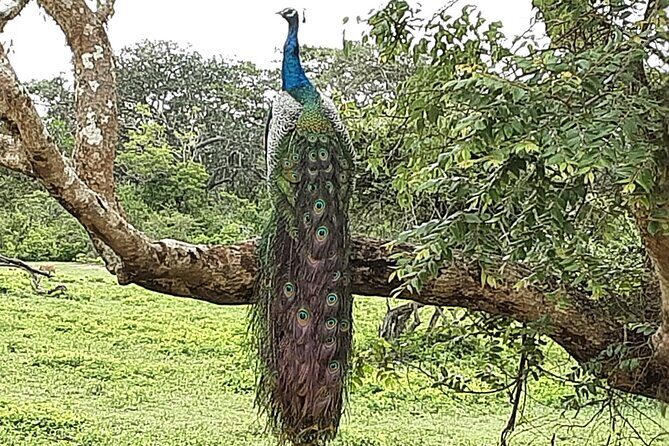 Tangalle to Katunayaka Air Port - Why Choose This Service? An In-Depth Look