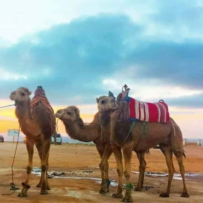 Tangier: Day Trip from Tarifa To Tanger { camel ride { plage - Authentic Experiences and Traveler Feedback
