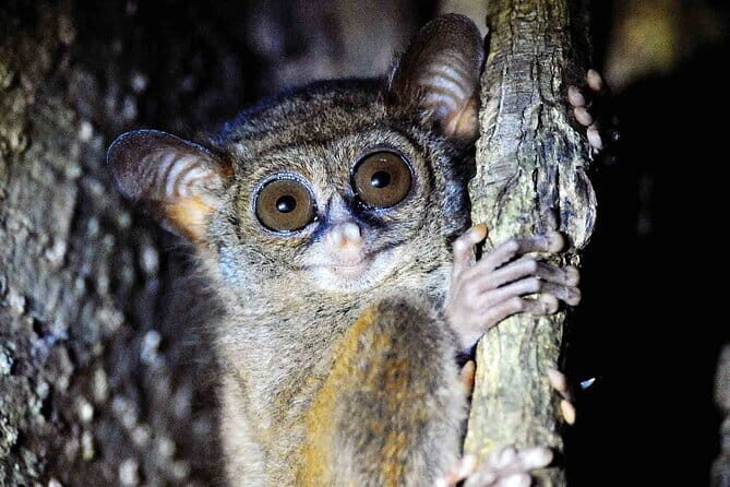 Tangkoko Bitung Manado Nature Tourism Park includes lunch. - Key Points