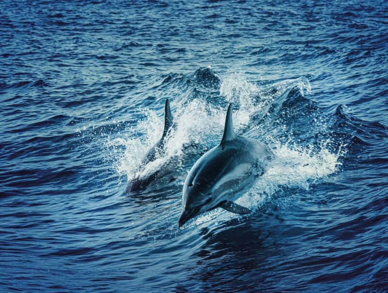 Taormina and Giardini Naxos: 2 Hour Dolphin Tour & Grotto - Practical Considerations and Real Traveler Feedback