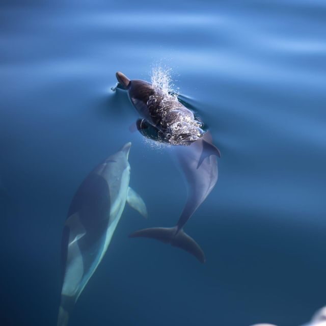 Taormina Coast Tour and Searching Dolphins - Introduction and Overview
