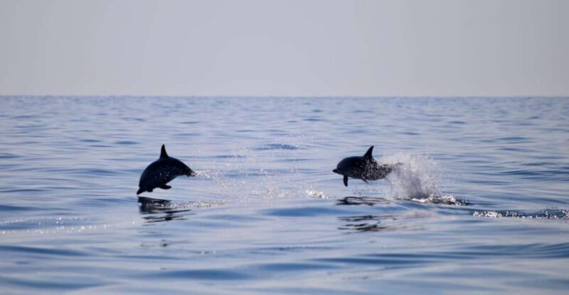 Taormina Coast Tour and Searching Dolphins - Analyzing the Experience