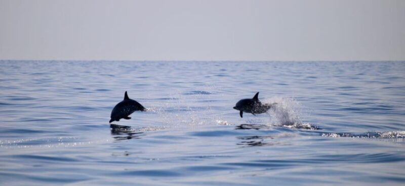 Taormina Coast Tour and Searching Dolphins - FAQ: Your Common Questions Answered