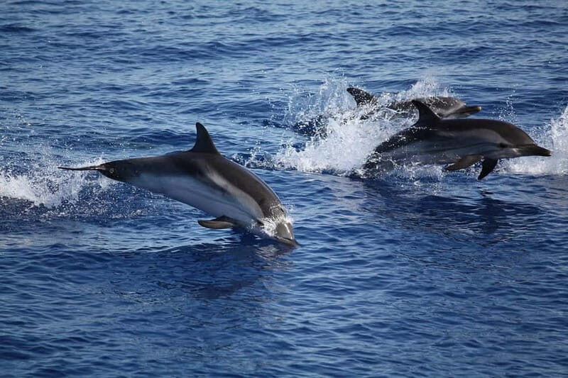 Taormina: Dolphin Search with Sunset Aperitif in Group Boat - Who Will Love This Tour?