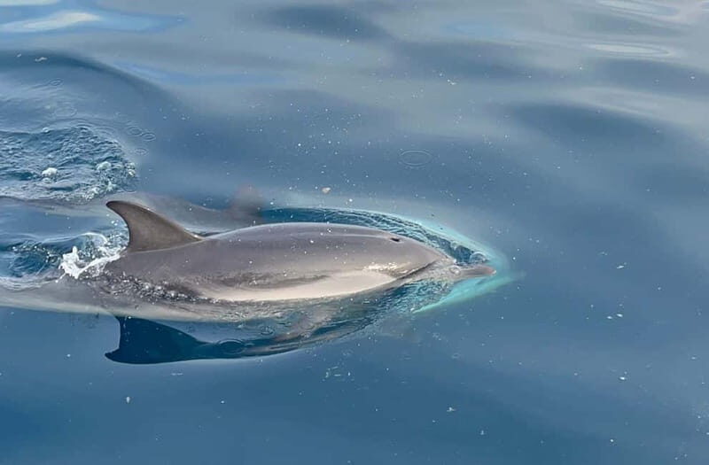 Taormina: Dolphin Tour and Sunset Aperitif Boat Tour - An In-Depth Look at the Experience