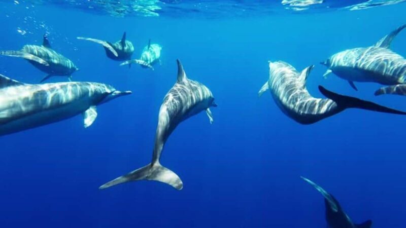 Taormina: Sea Tour in the Nemosub with Dolphin Sightings - Final Thoughts