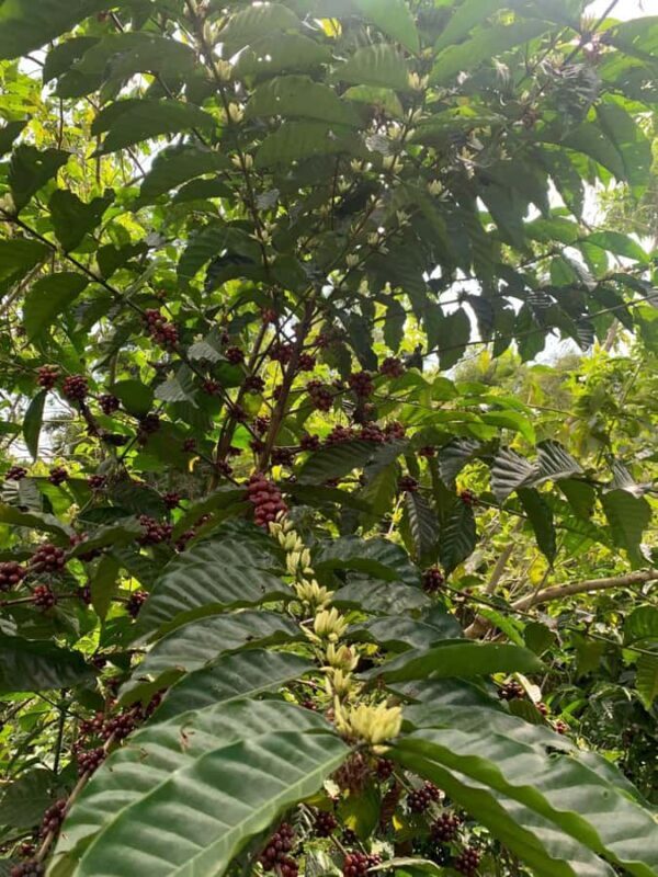 Tapachula: The Chiapas Coffee Route - A Closer Look at the Tour Experience