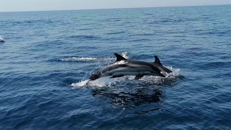 Taranto: Private Boat Trip with Swimming, Dolphin Watching - A Closer Look at the Coastal Cruise Experience
