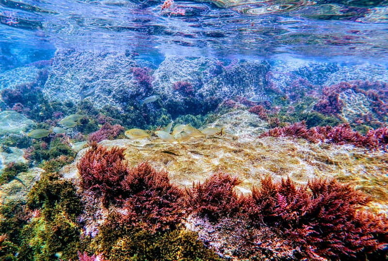 Tarifa: Guided Strait Natural Park Snorkel Tour - Key Points
