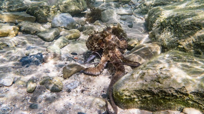 Tarifa: Guided Strait Natural Park Snorkel Tour - The Authentic Experience and Expert Guidance