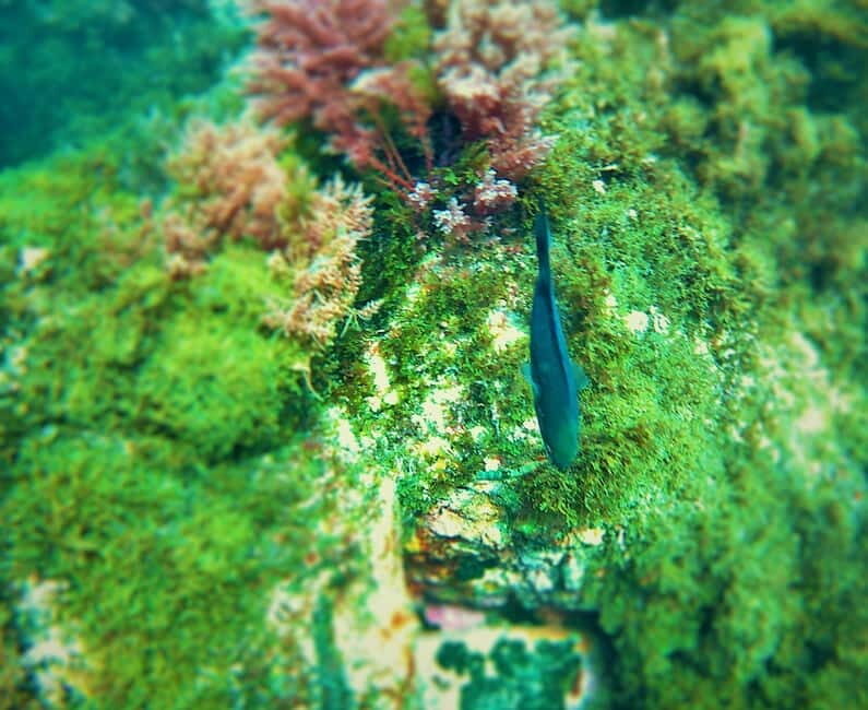 Tarifa: Guided Strait Natural Park Snorkel Tour - Equipment & Logistics: What You Need to Know