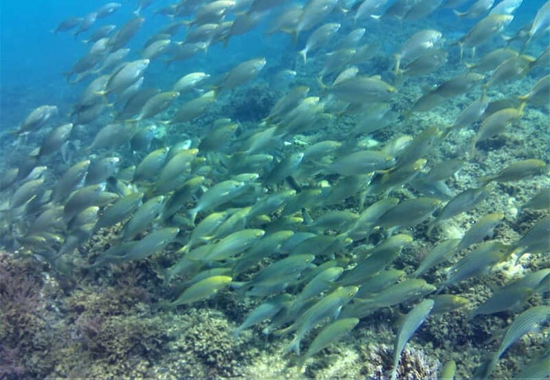 Tarifa: Guided Strait Natural Park Snorkel Tour - Final Thoughts: Why This Tour Is a Solid Choice