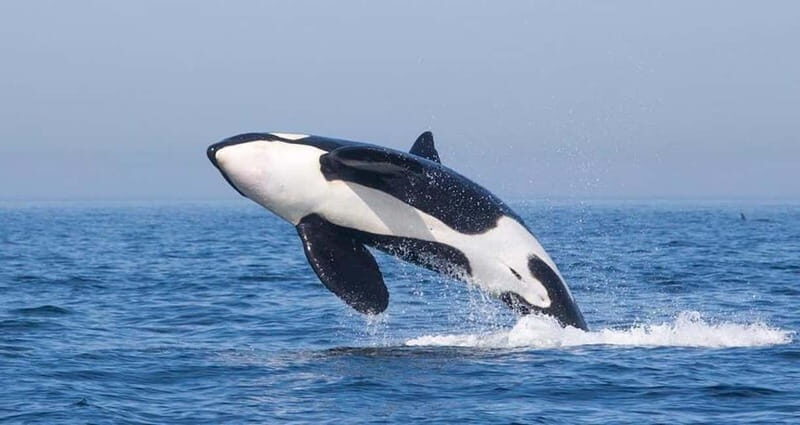 Tarifa: Orca, Whale and Dolphin Watching Boat Experience - Key Points