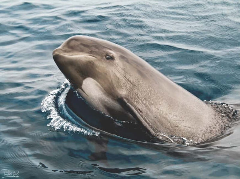 Tarifa: Orca, Whale and Dolphin Watching Boat Experience - Setting Sail from Tarifa: What to Expect