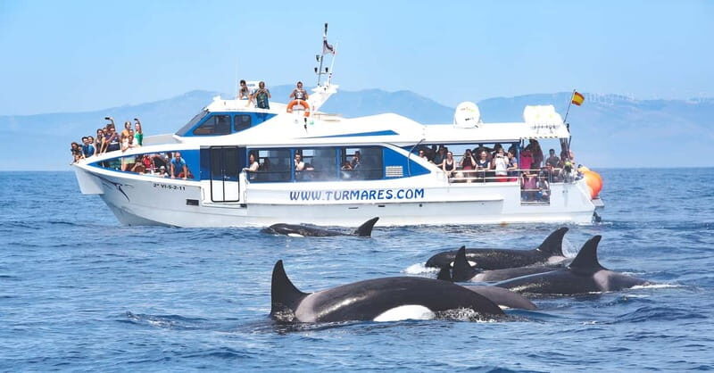 Tarifa: Orca, Whale and Dolphin Watching Boat Experience - Responsible Tourism