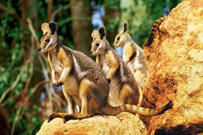 Taronga Zoo entry & Sydney Harbour 2-Day Hop On Hop Off Cruise - Key Points