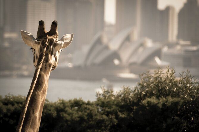 Taronga Zoo & Whale Watching Cruise Combo - Sydney Harbour - Who Will Love This Tour?