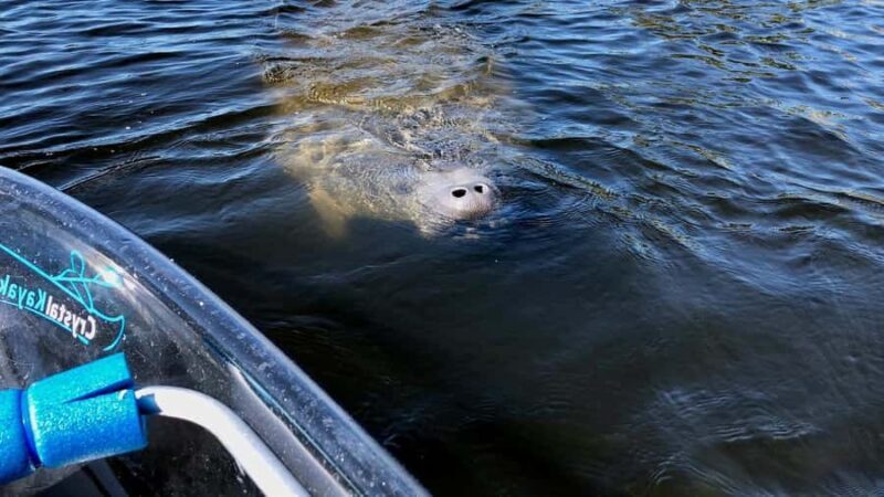 Tarpon Springs: Clear Kayak Eco-Tour with Manatee Viewing - Why the Guide Matters